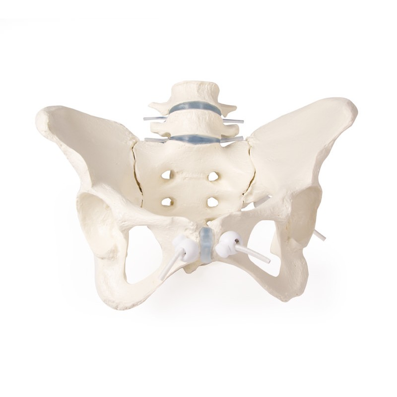 Flexible Female Pelvis with Sacrum and Lumbar Vertebrae Model | Health ...